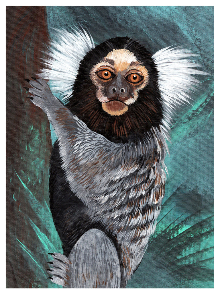 Marmoset